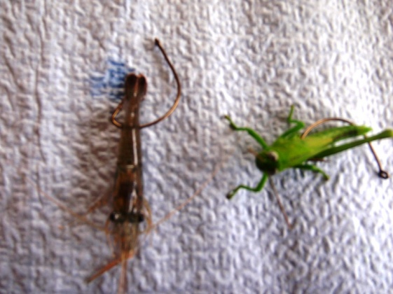 Basics For Fresh Water Bait Fishing - Pine Rivers Fish Management ...