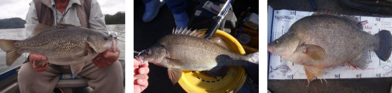 Basics For Fresh Water Bait Fishing - Pine Rivers Fish Management ...